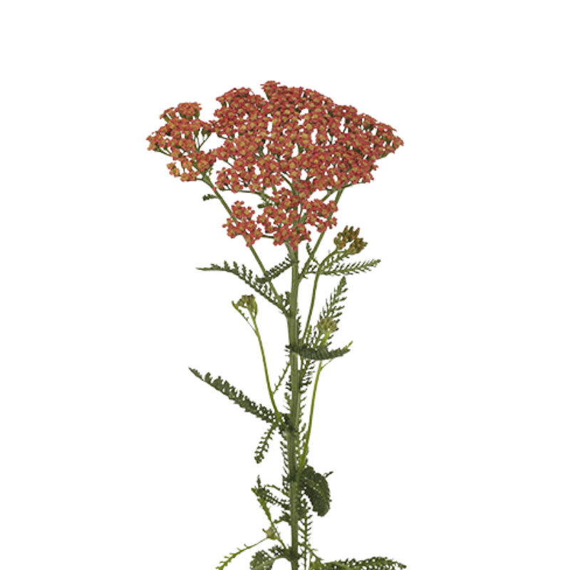 Yarrow Orange (10 stems) – Metro Flower Market