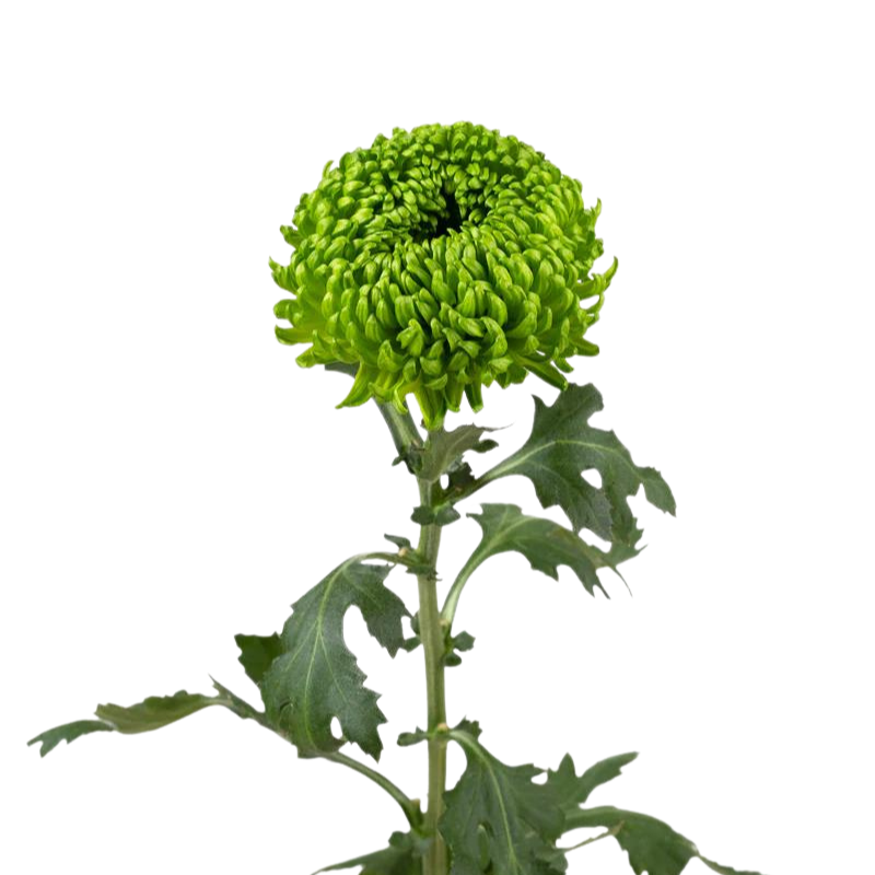 Chrysanthemum Cremone Green (10 Stems) – Metro Flower Market