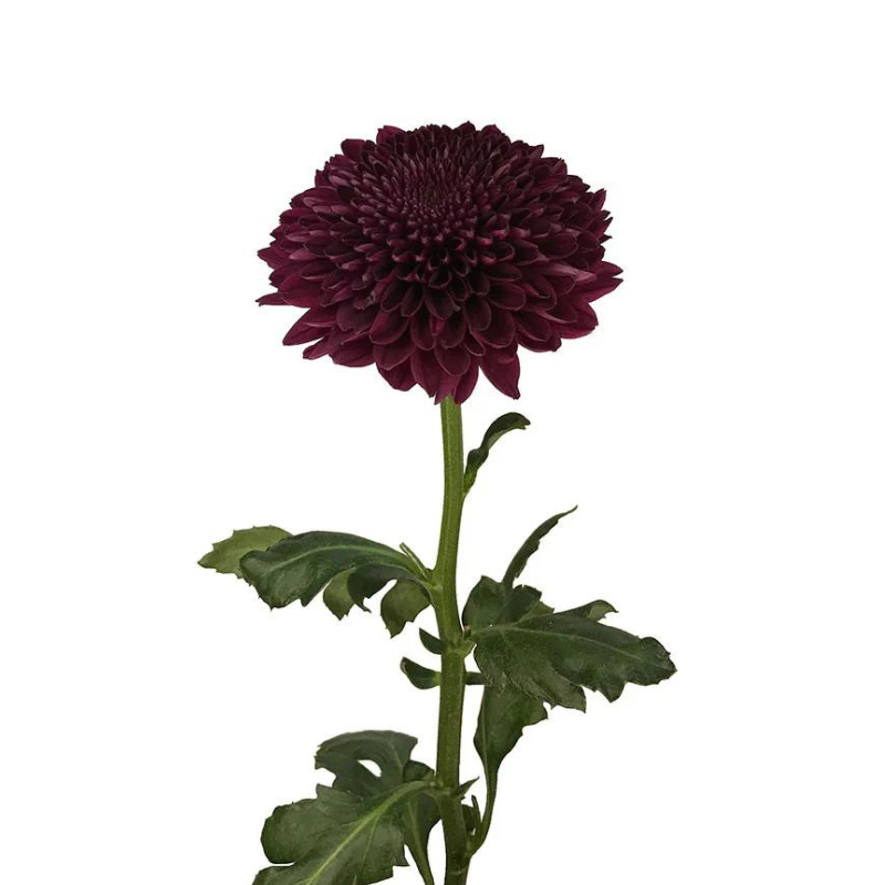 Chrysanthemum Disbud Burgundy (10 Stems) – Metro Flower Market