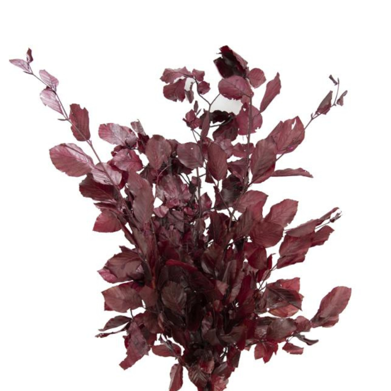 Copper Beech Red – Metro Flower Market