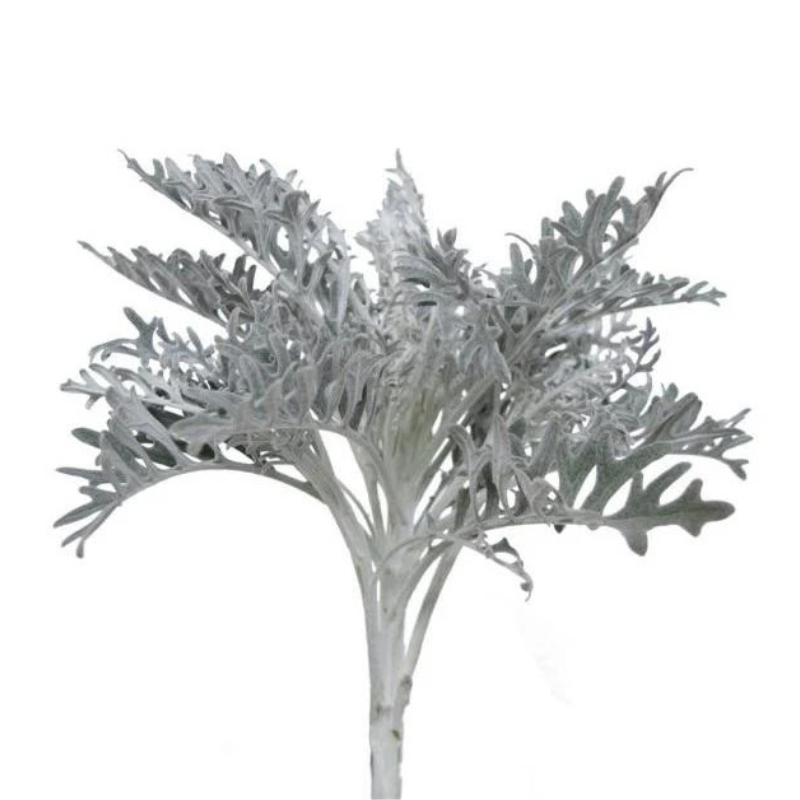 Dusty Miller Lacey Leaf – Metro Flower Market
