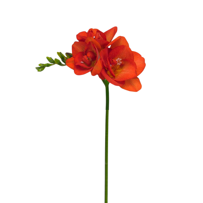 Freesia Red – Metro Flower Market