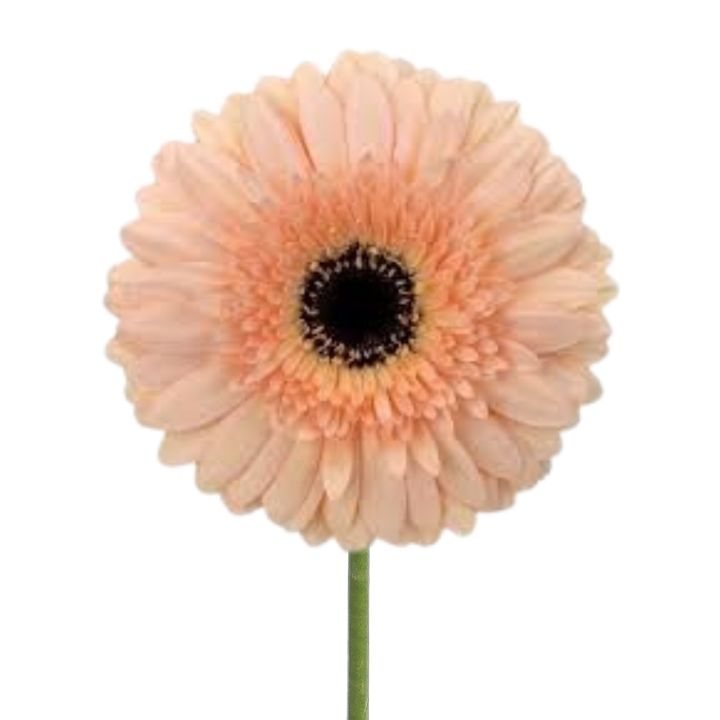 Gerbera Dark Center Peach (10 stems) – Metro Flower Market