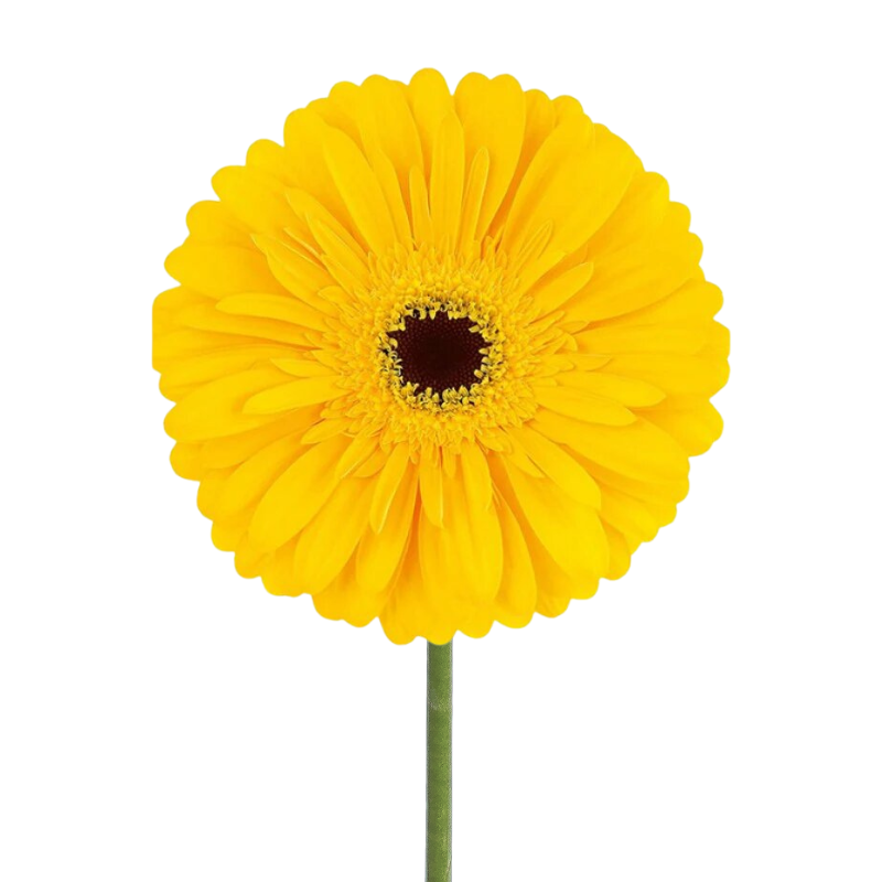 Gerbera Dark Center Yellow (10 stems) – Metro Flower Market