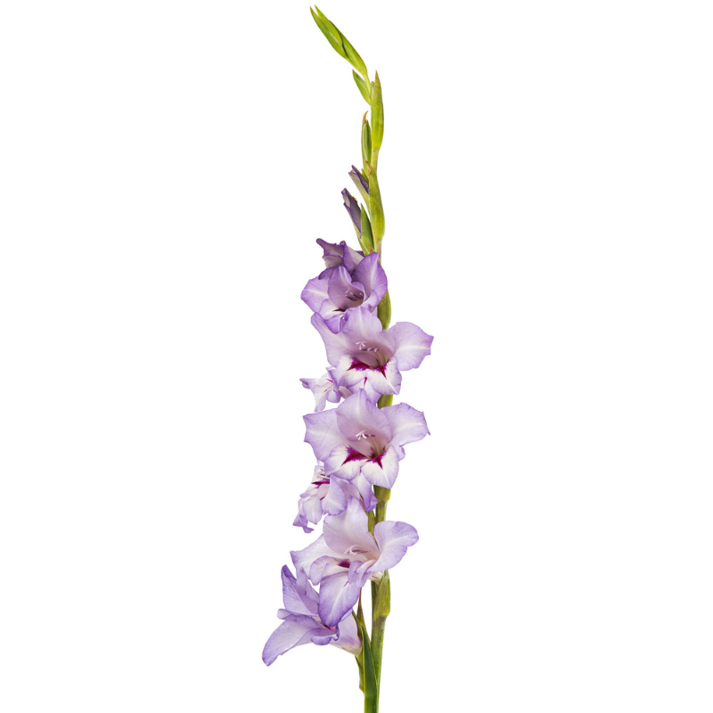 Gladiola Lavender (10 stems) – Metro Flower Market
