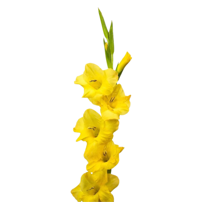 Gladiola Yellow (10 stems) – Metro Flower Market