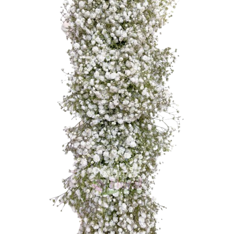 Gypsophila Garland White – Metro Flower Market