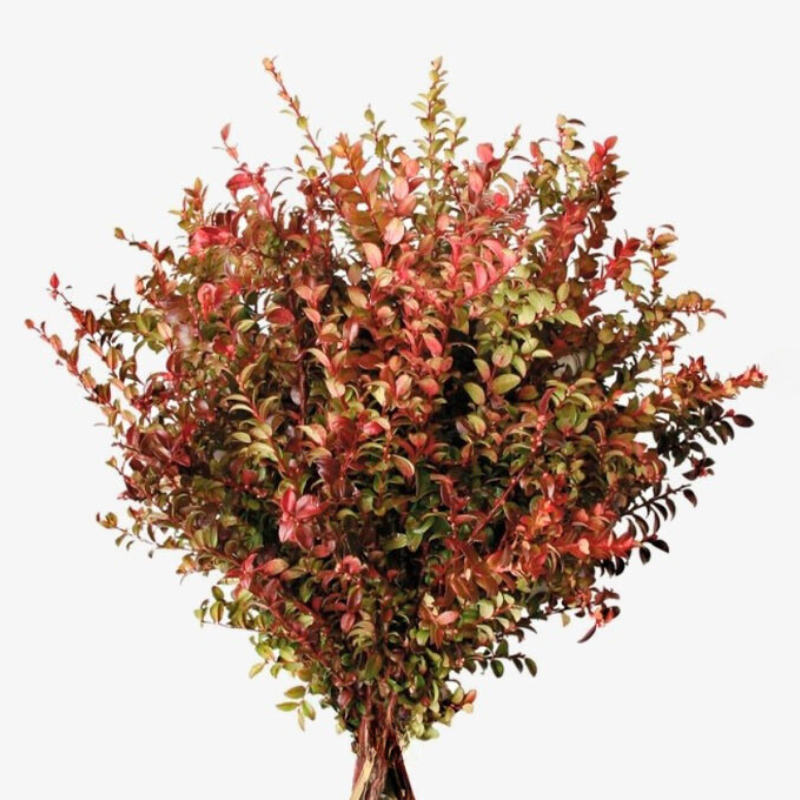 Huckleberry Red (10 Stems) – Metro Flower Market