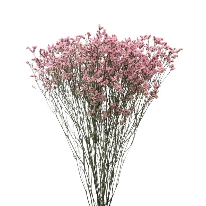 Limonium Pink (10 Stems) – Metro Flower Market
