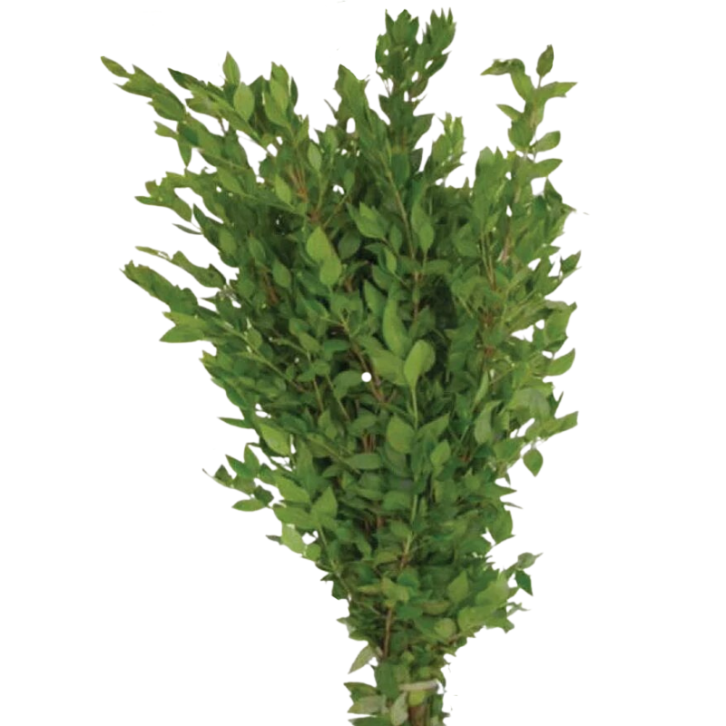 Mexican Myrtle (10 stems) – Metro Flower Market