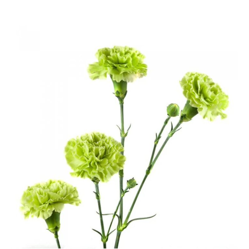 Mini Carnation Green (10 Stems) – Metro Flower Market
