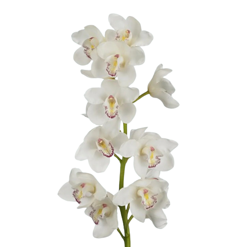 Orchid Cymbidium White (Stem) – Metro Flower Market