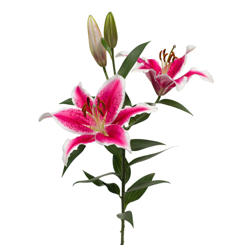 Oriental Lily Stargazer (10 stems) – Metro Flower Market