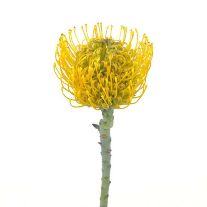 Pincushion Protea Yellow – Metro Flower Market