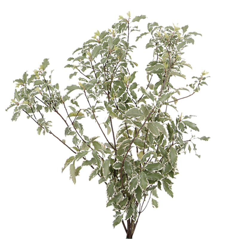 Pitta Nigra (10 stems) – Metro Flower Market