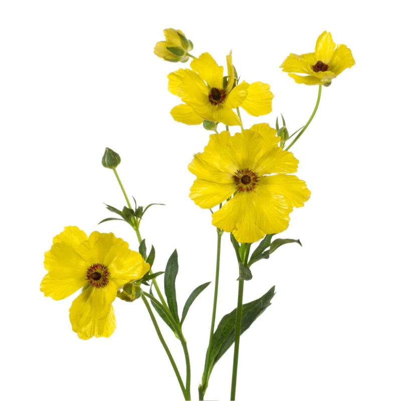Ranunculus Butterfly Yellow (10 Stems) – Metro Flower Market