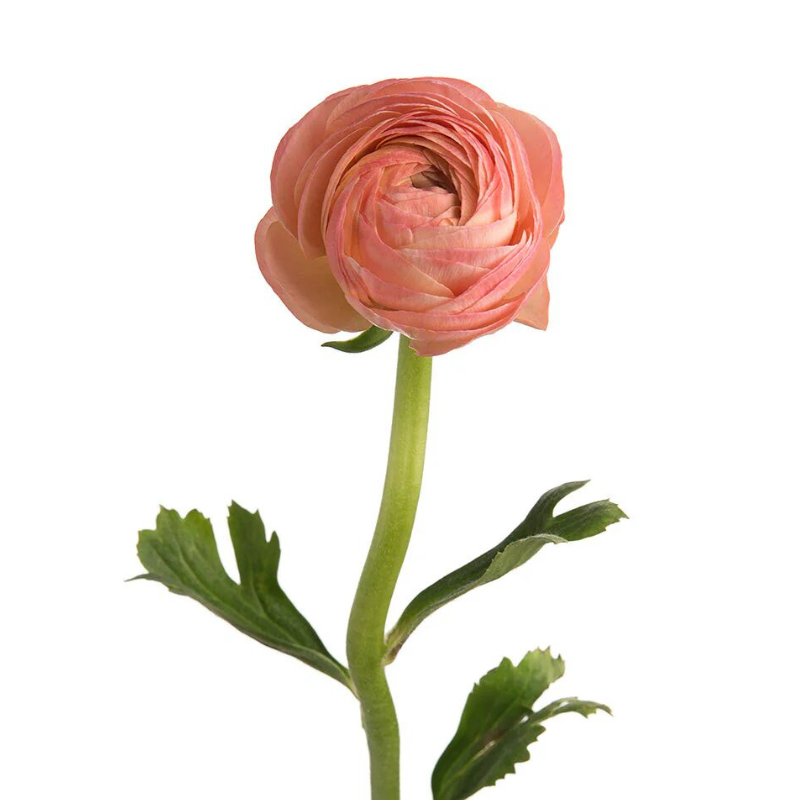 Ranunculus Coral (10 Stems) – Metro Flower Market