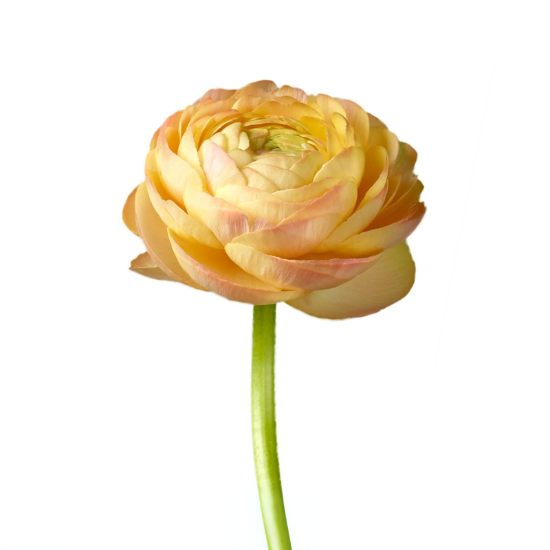 Ranunculus Peach (10 Stems) – Metro Flower Market
