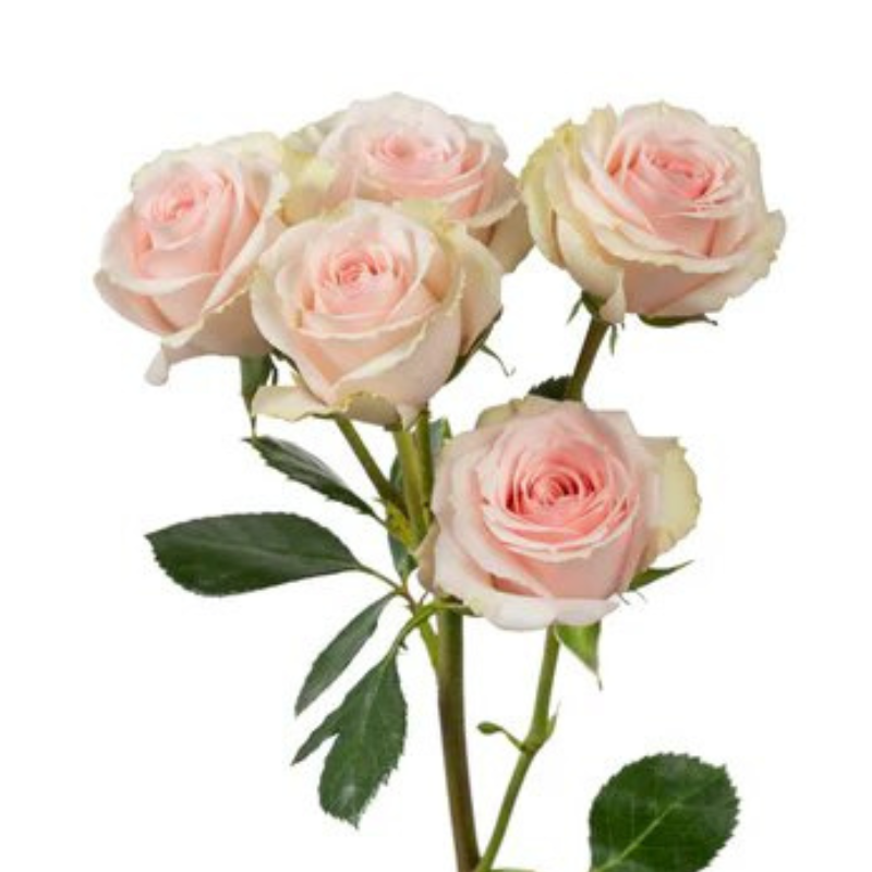 Spray Rose Light Pink (10 stems) – Metro Flower Market