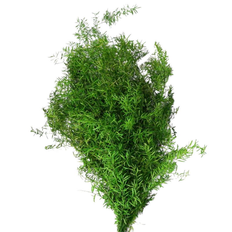 Springerii – Metro Flower Market