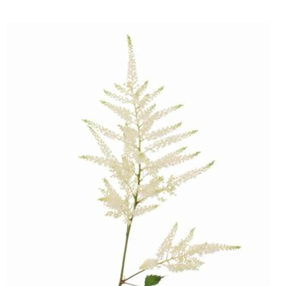 Astilbe White (10 Stems) – Metro Flower Market