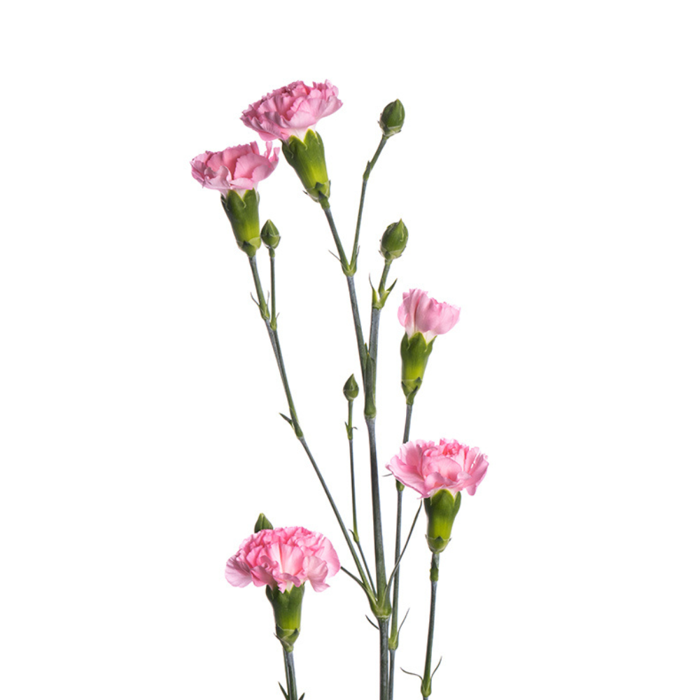 Carnation Mini Pink – Metro Flower Market