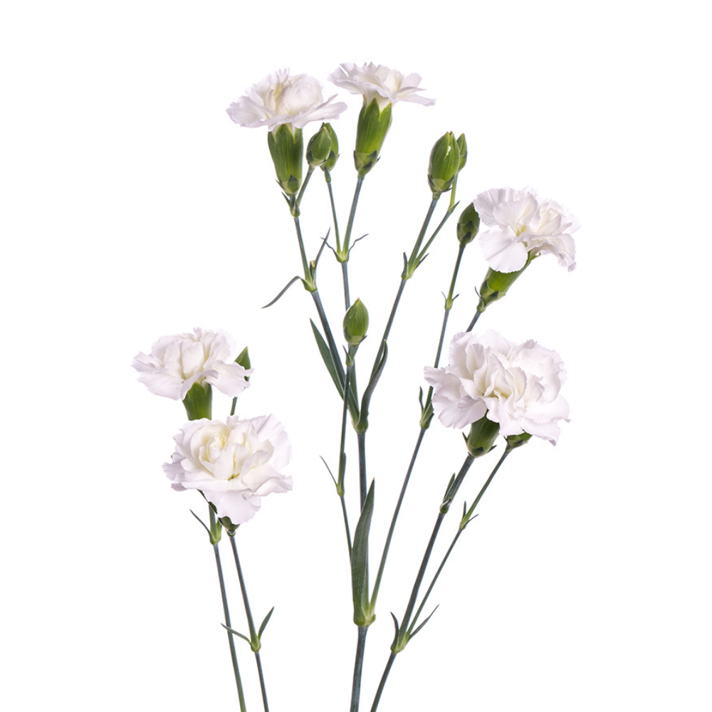 Mini Carnation White (10 Stems) – Metro Flower Market