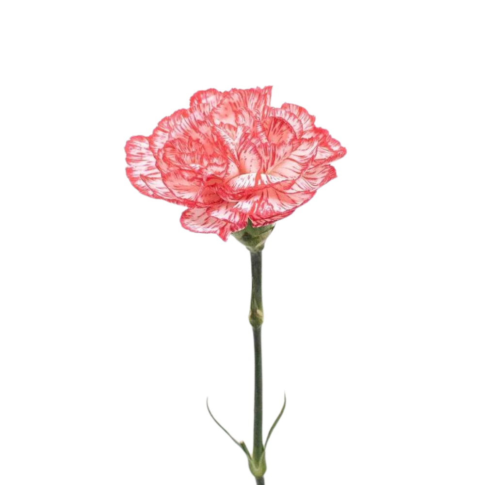 Peppermint Carnations Arrangements Amazon.com: Larksilk Real Touch