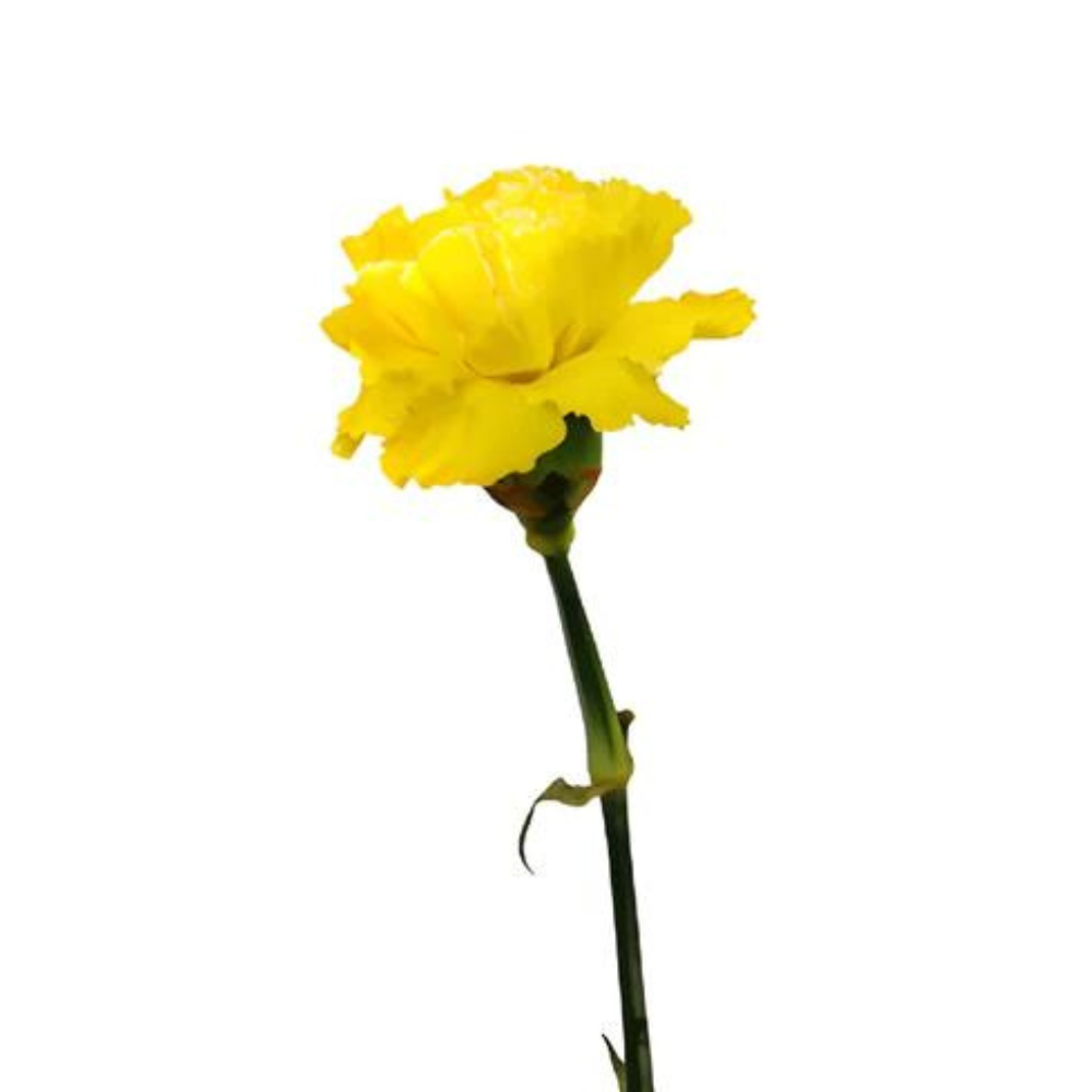Yellow Carnation Flower Wallpaper