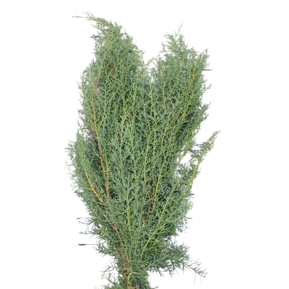 Cedar, Arizona – Metro Flower Market