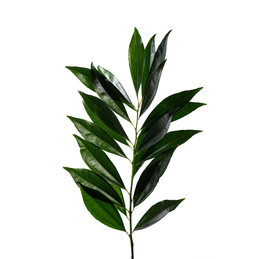 Cocculus (10 stems) – Metro Flower Market