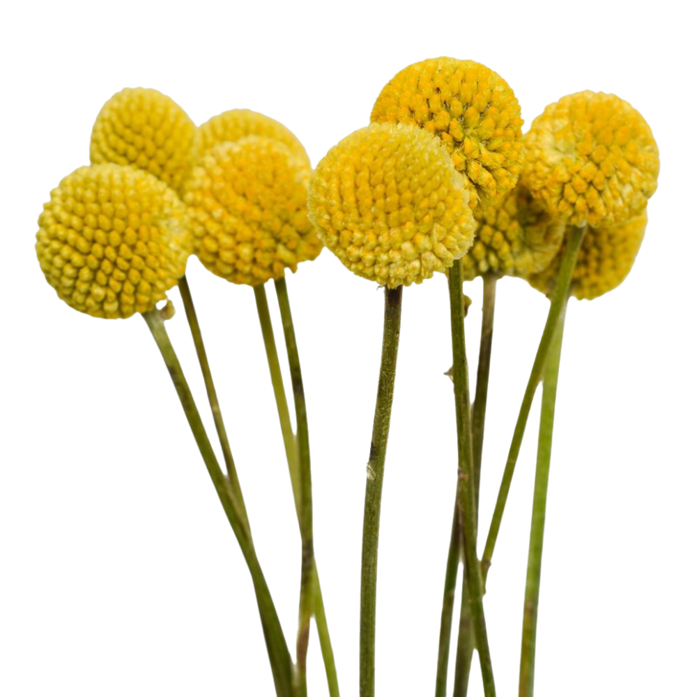 Craspedia (10 Stems) – Metro Flower Market
