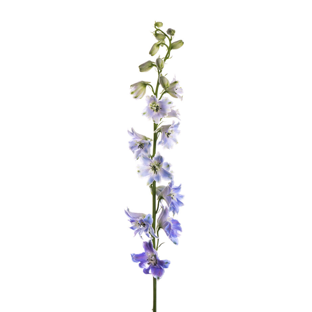 Delphinium Lavender (10 Stems) – Metro Flower Market