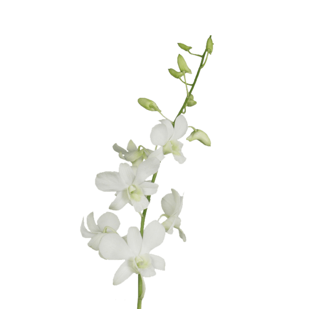 Orchid Dendrobium White (10 Stems) – Metro Flower Market