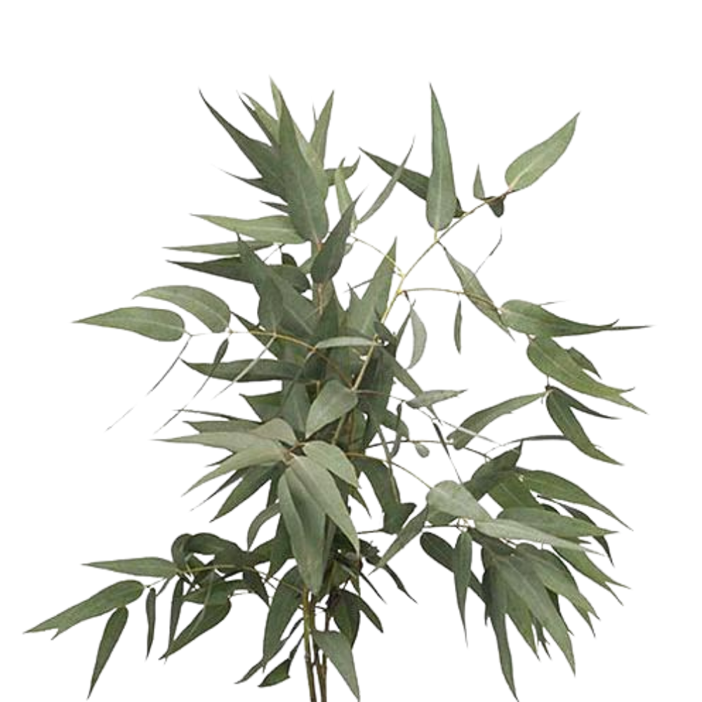 Eucalyptus Willow (10 Stems) – Metro Flower Market