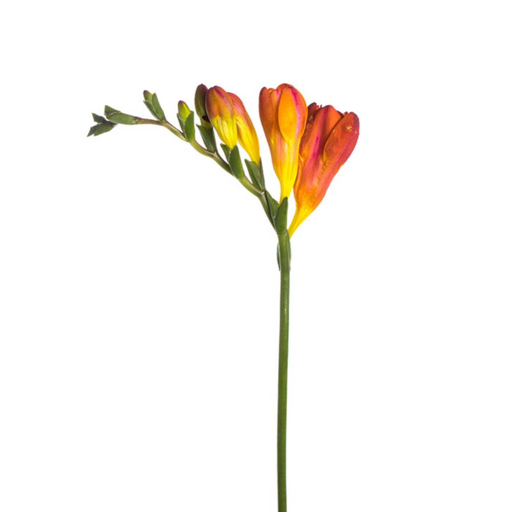 Freesia Orange – Metro Flower Market