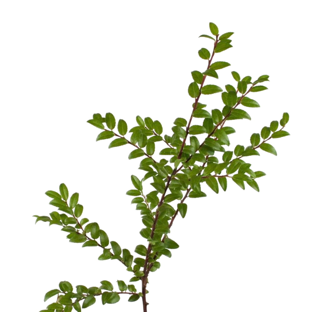 Fresh Greens – Metro Flower Market