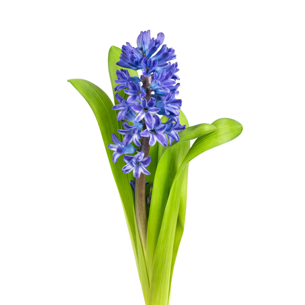 Hyacinth Blue (5 Stems) – Metro Flower Market
