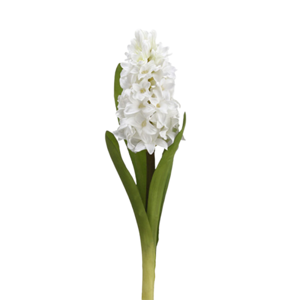 Hyacinth White – Metro Flower Market