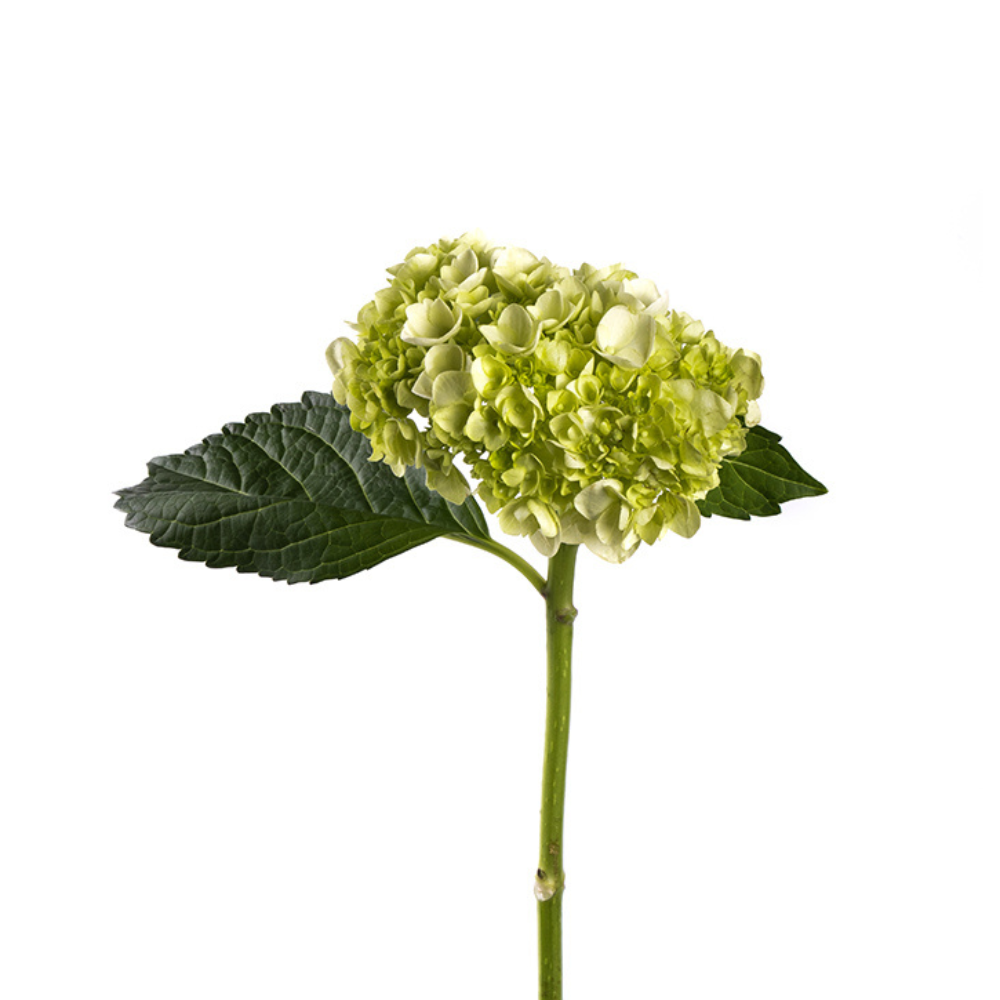 Hydrangea Mini Green (5 Stems) – Metro Flower Market