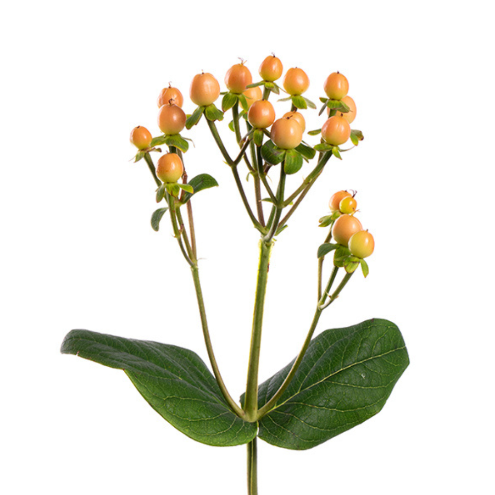 Hypericum Peach – Metro Flower Market