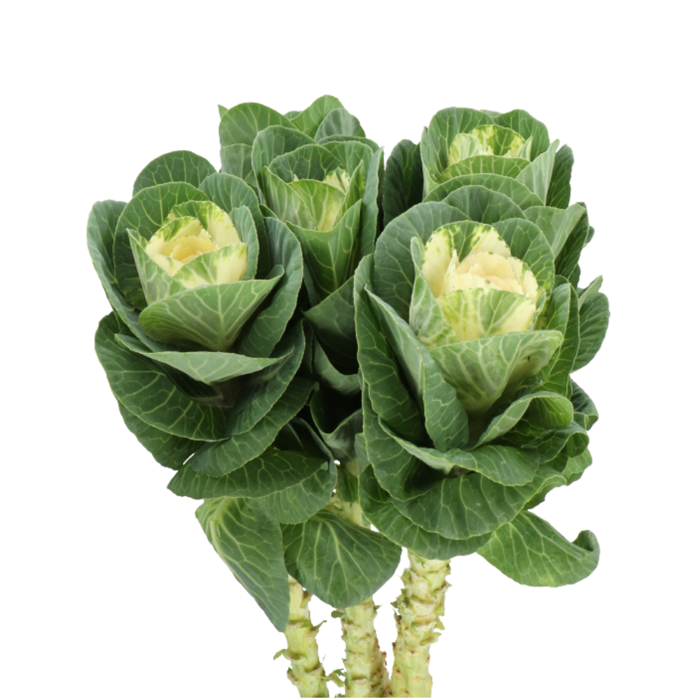 Kale White (5 stems) – Metro Flower Market