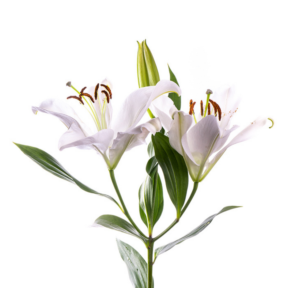 Tropicals – Metro Flower Market