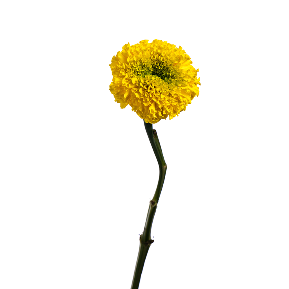 Marigold Yellow (10 stems) – Metro Flower Market