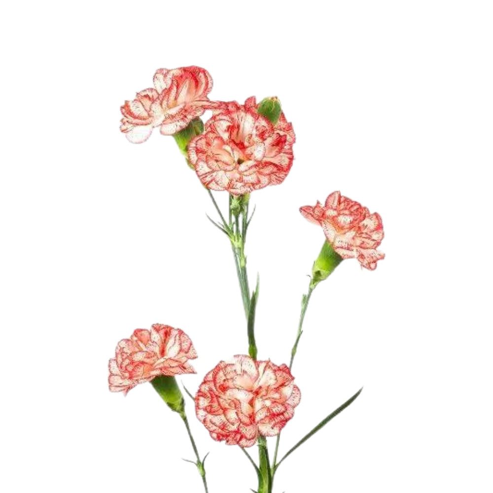 Mini Carnation Peppermint (10 Stems) – Metro Flower Market