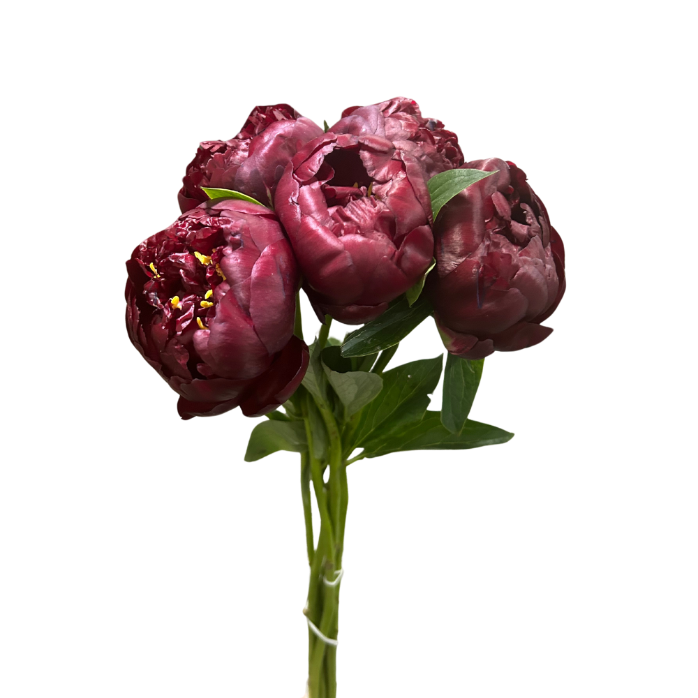 Peony Burgundy (5 stems) – Metro Flower Market