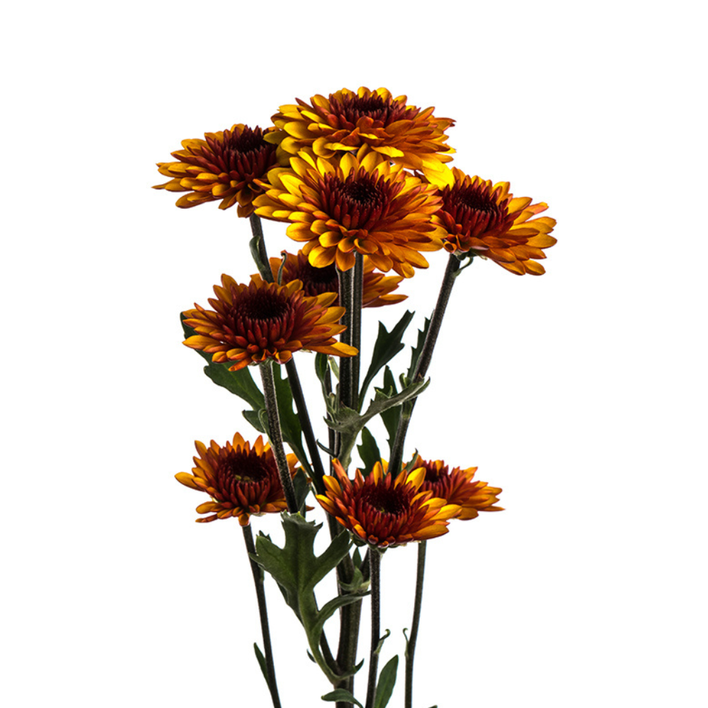 Pom Pons – Metro Flower Market