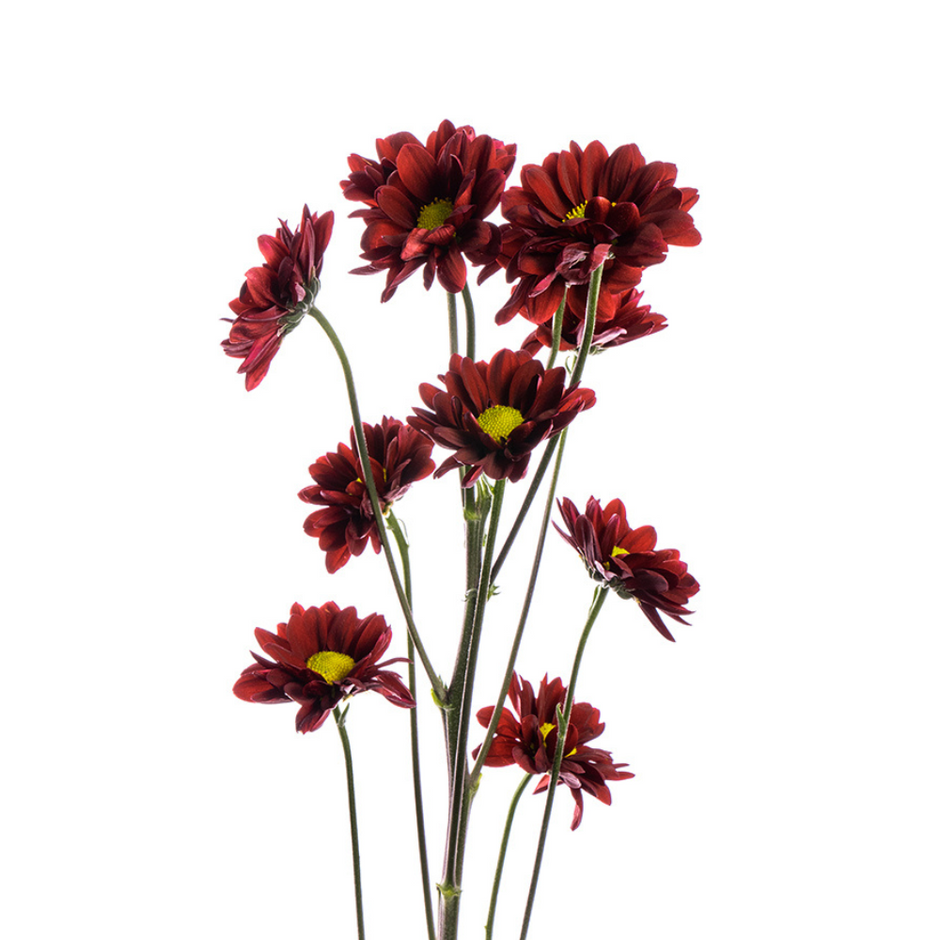 Poms – Metro Flower Market