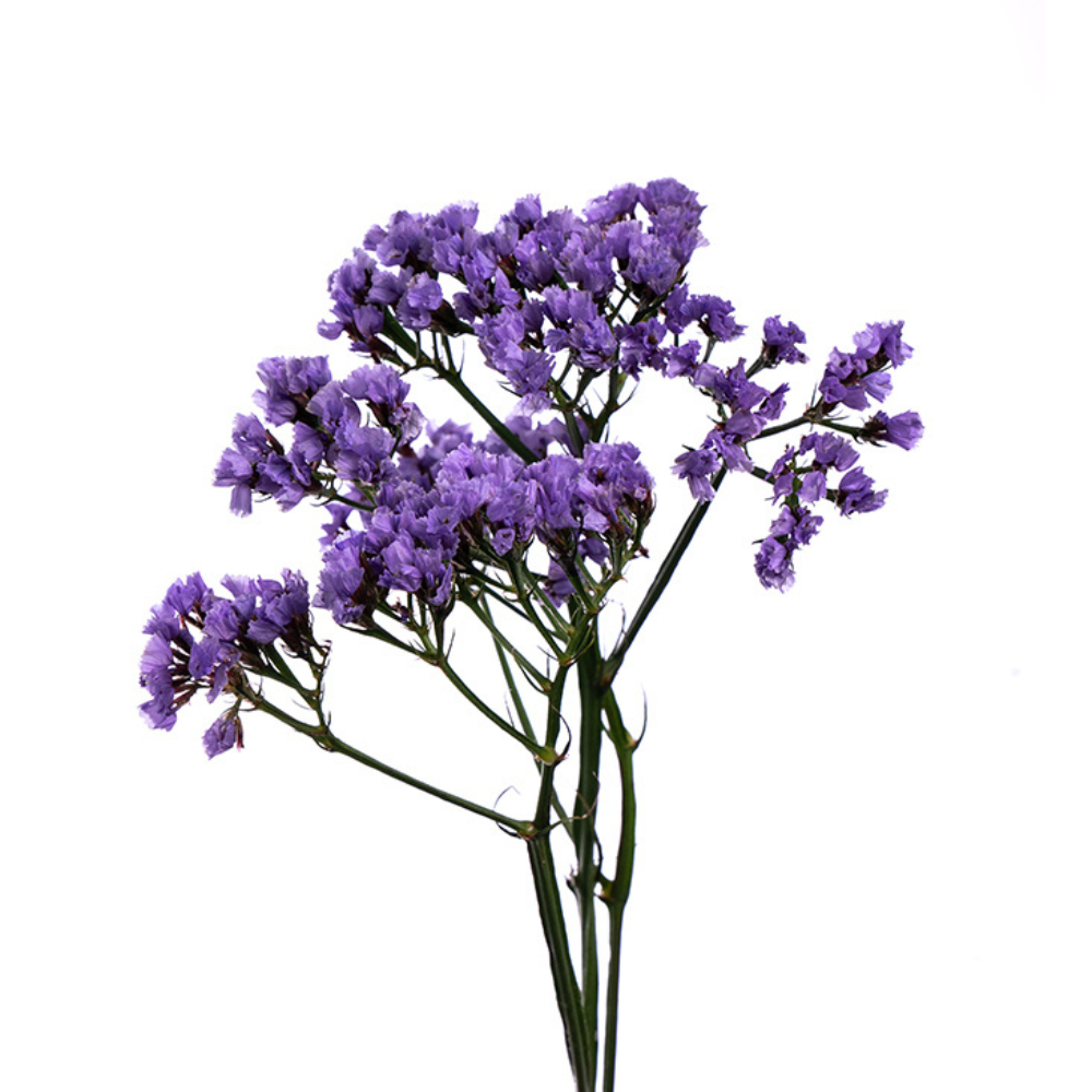 Statice Lavander – Metro Flower Market